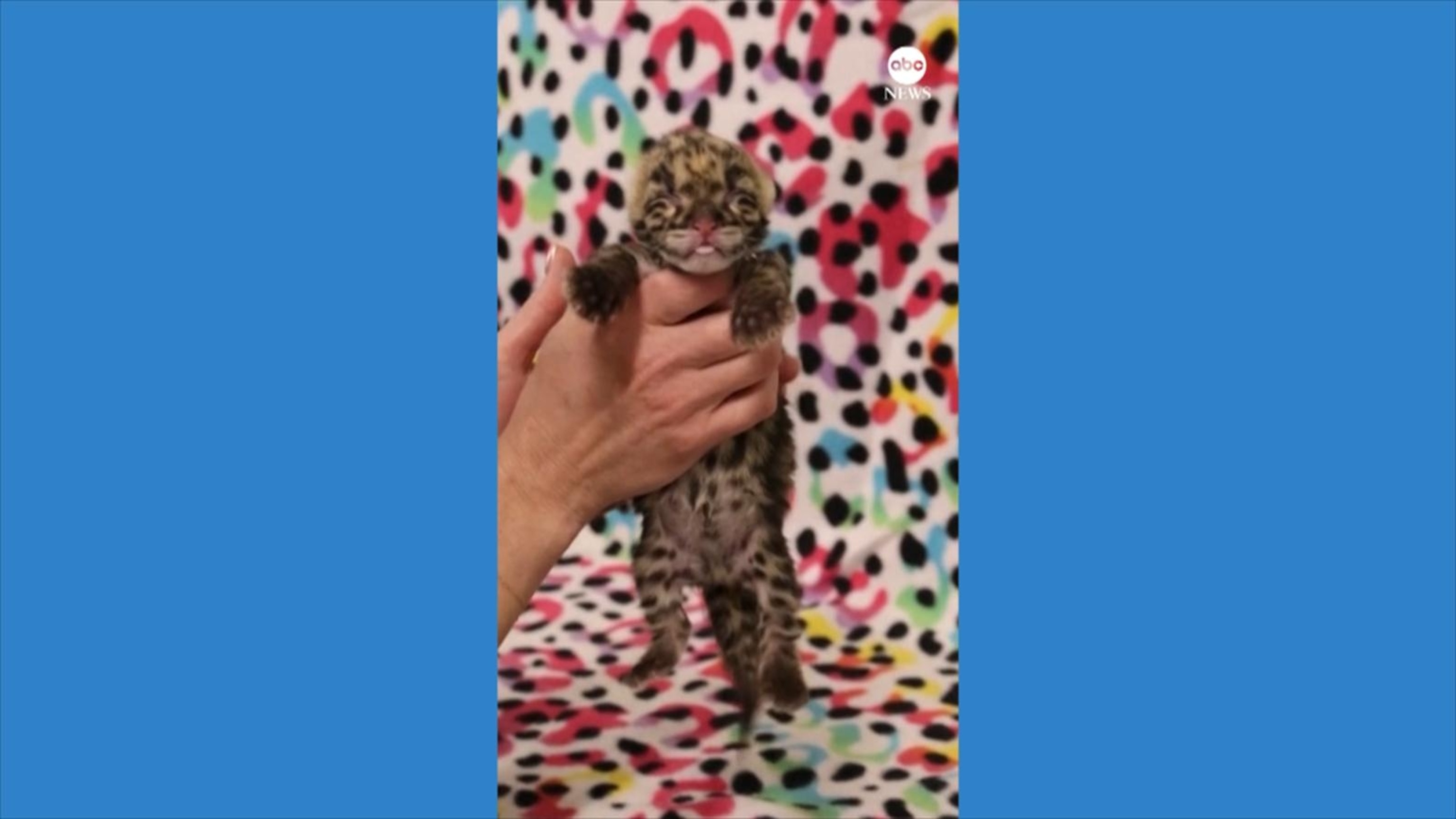 Nashville Zoo welcomes rare clouded leopard cub