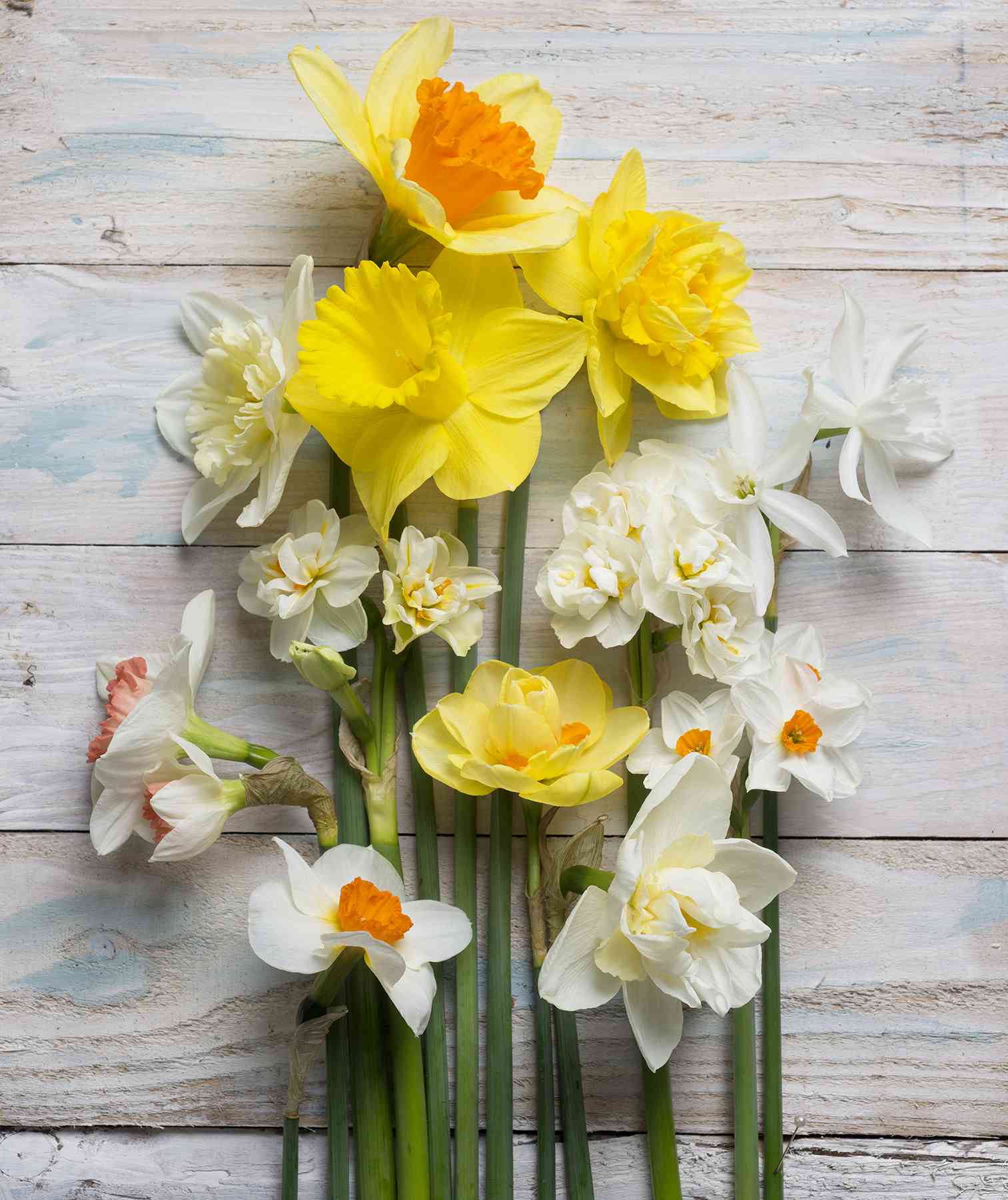 18 Popular Easter Flowers That Will Bring Spring to Your Table