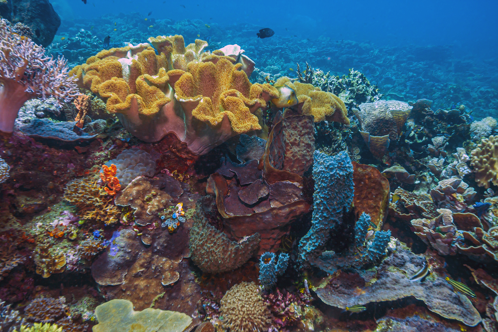 Caribbean Coral Reefs Untouched by Tourism