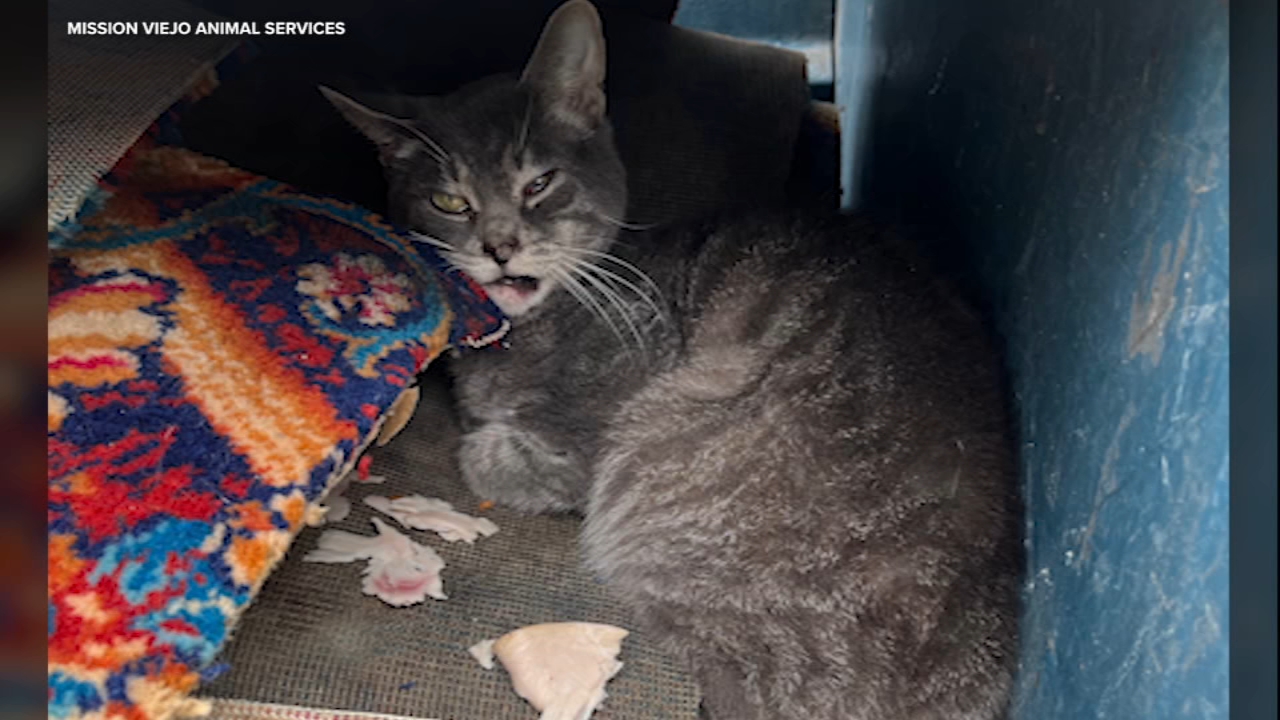 Man arrested after throwing injured cat into dumpster in Laguna Hills ...