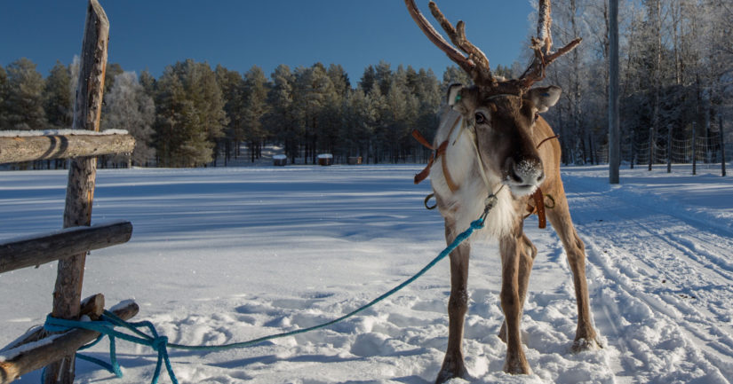 Vimmainen pystykorva jahtasi aitauksessa olleita poroja – poronomistaja ...