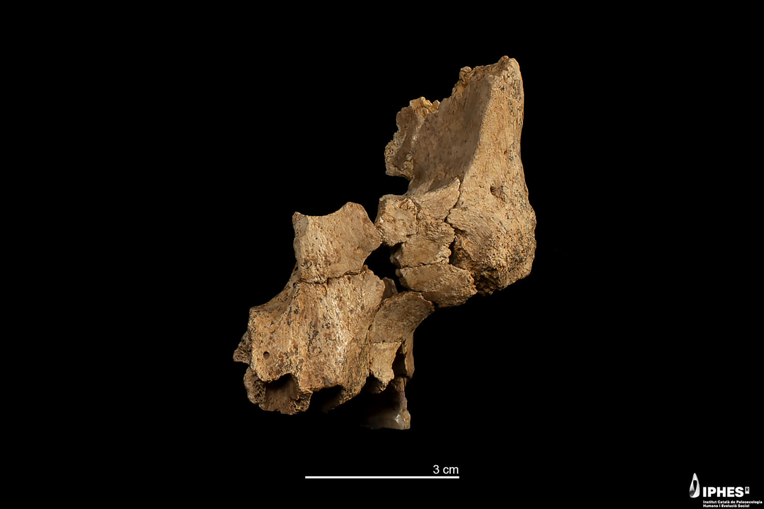 Fossilized face fragments are oldest human ancestor remains ever found ...