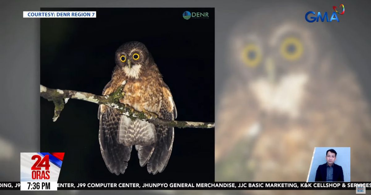 Endemic Cebu hawk-owl spotted in Alcoy, Cebu