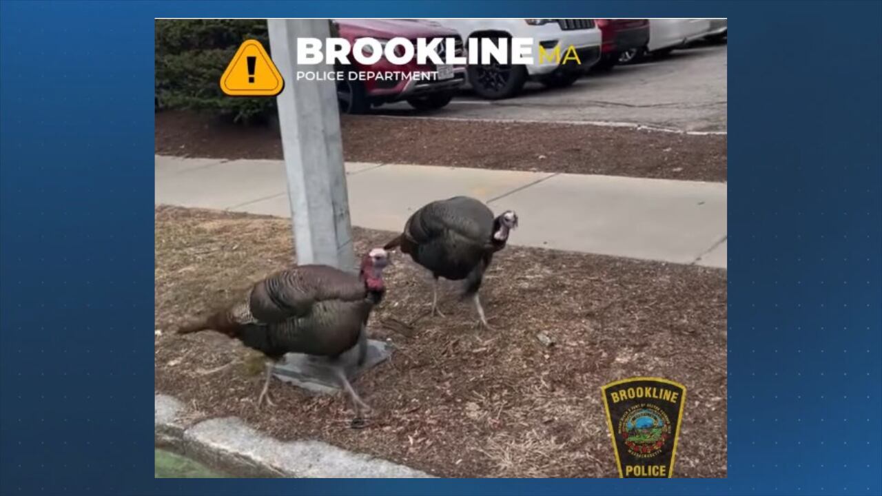‘Aggressive’: Brookline Police warn public about wild turkeys that ...