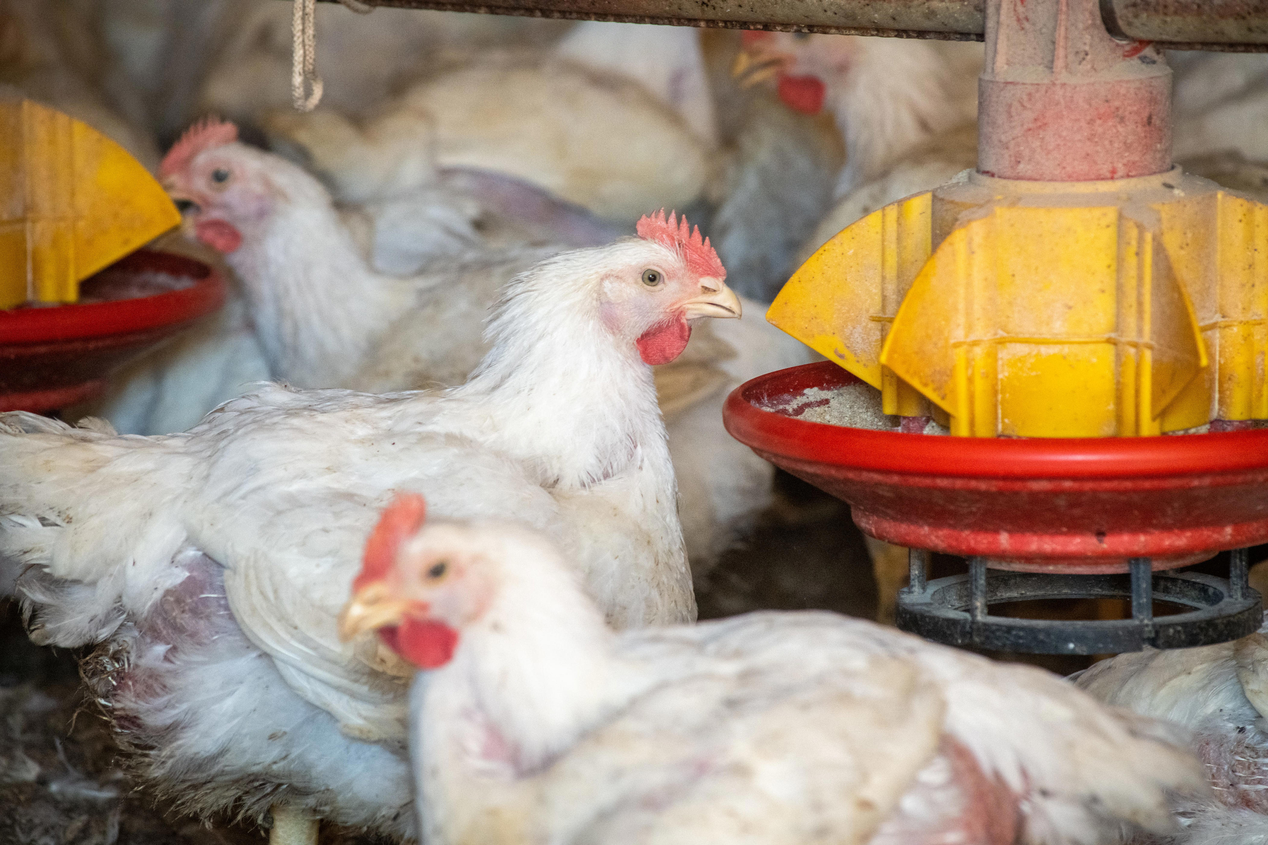 What is bird flu? Here's everything you need to know about the virus ...