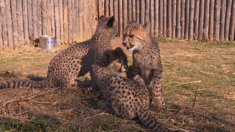 Cincinnati Zoo's cheetah triplets train for ambassador roles