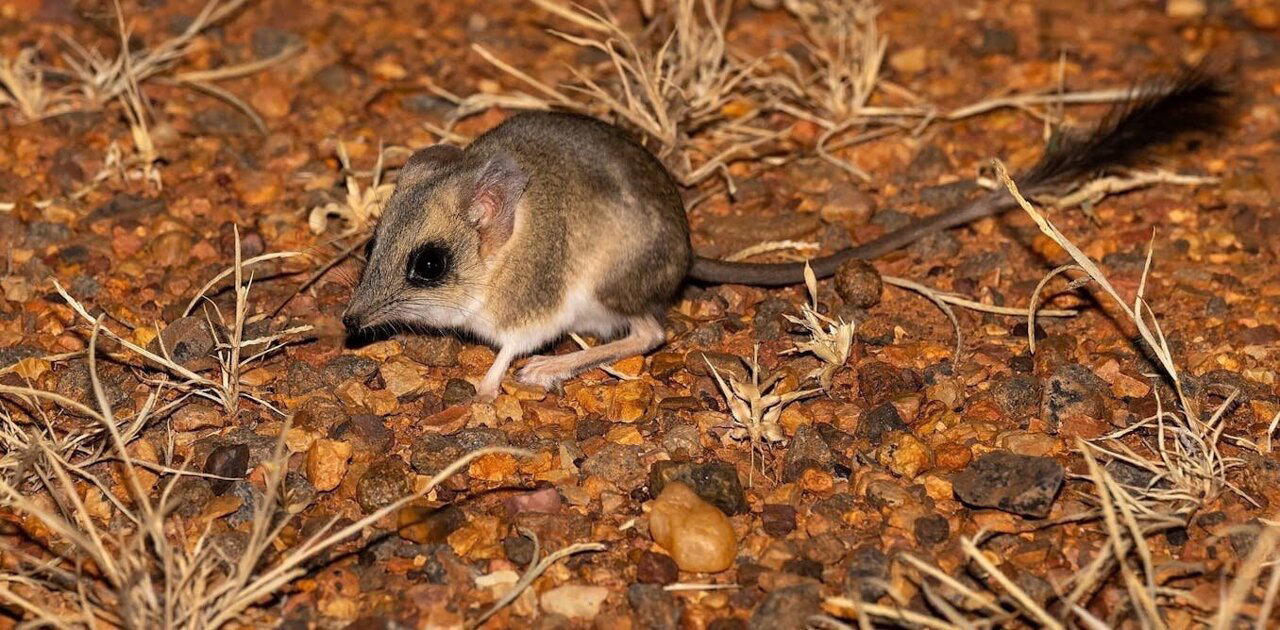 Kultarrs are tiny, cryptic creatures that only come out at night ... Kultarrs are tiny, cryptic creatures that only come out at night ...