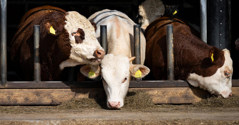 Bonde hittade alla sina 32 kor döda