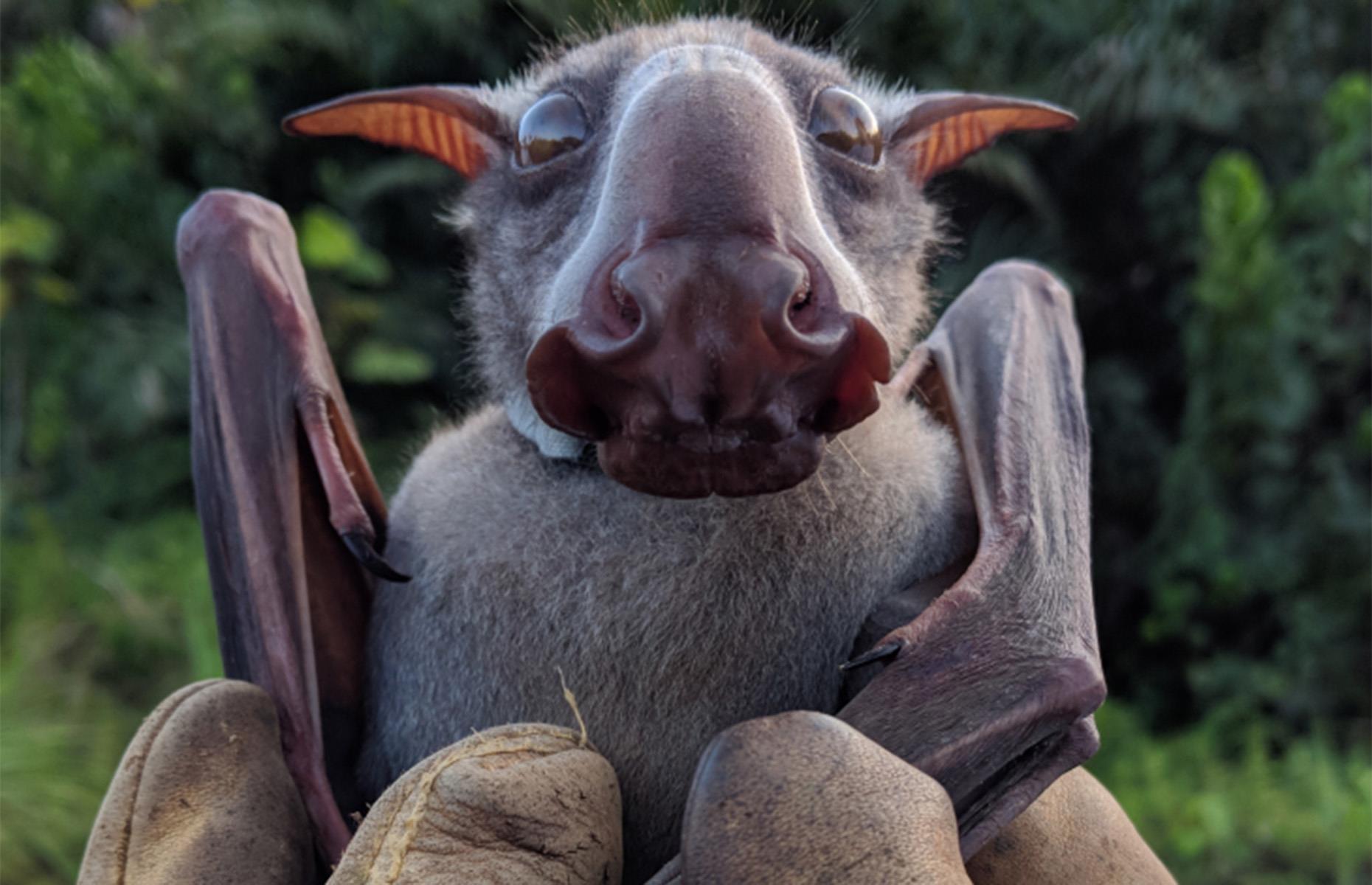 Los 35 animales MÁS feos de la naturaleza: ¿Estás de acuerdo?