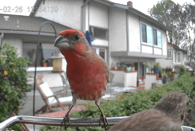 Boost Bird Feeding Excitement With a Smart Bird Feeder