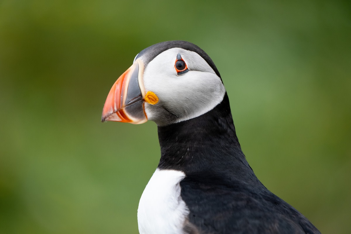 Magical Video of Puffin Looks Like a Real-Life Cartoon and People Are ...