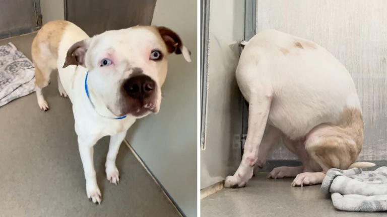 The Devastating Effects of Inbreeding of Dogs—And Why It’s Worse Than ...