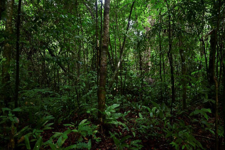 COP30 - Braziliaans Amazonewoud gekapt om plaats te maken voor snelweg ...