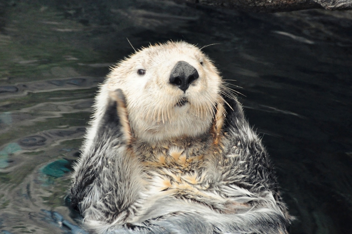 Video of Sea Otter Grooming Her Little 'Toe Beans' Has Everyone Obsessed