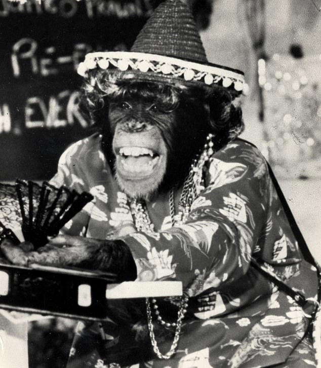 Scientists reveal PG Tips Chimp's story with cutting edge technology