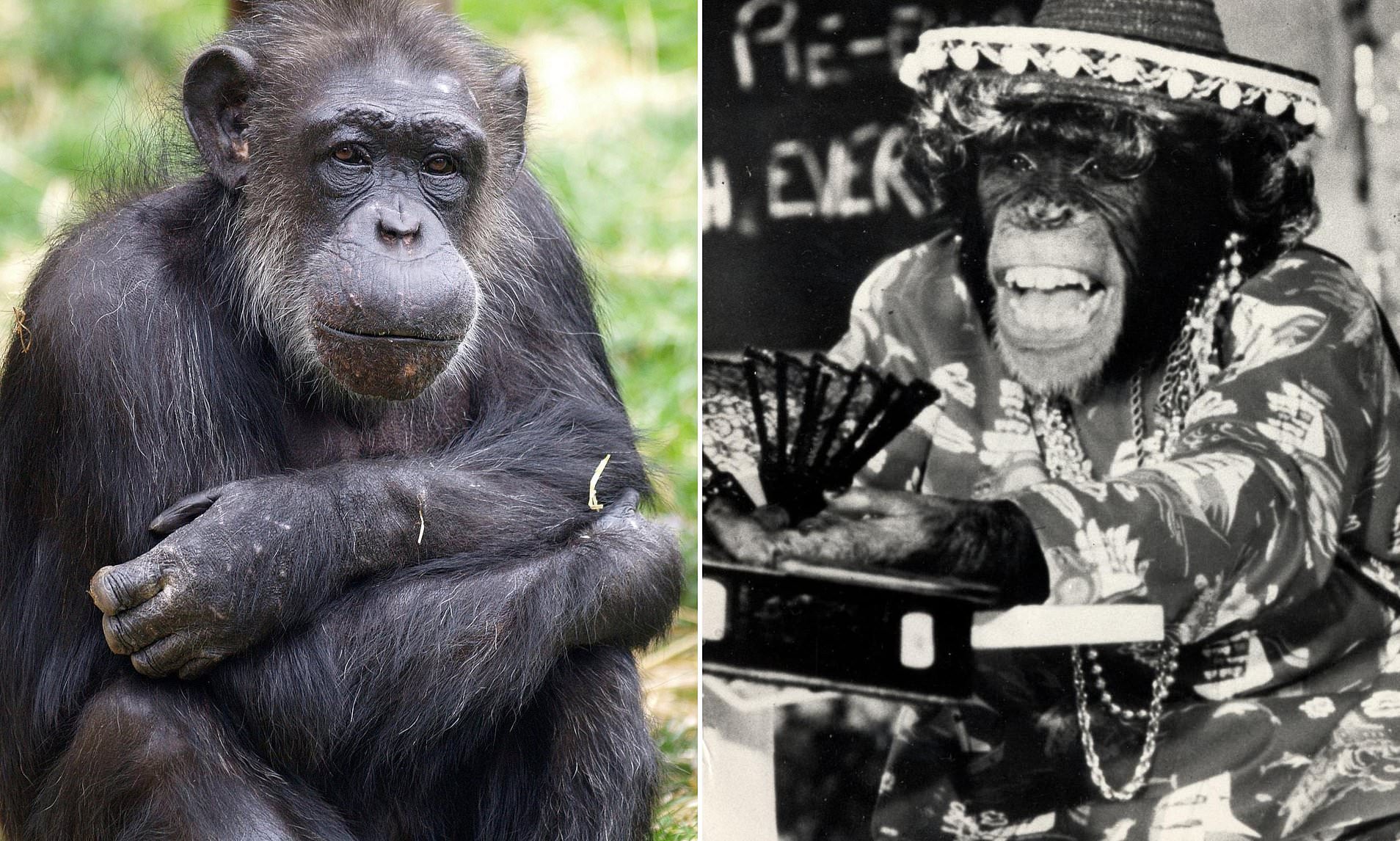 Scientists reveal PG Tips Chimp's story with cutting edge technology