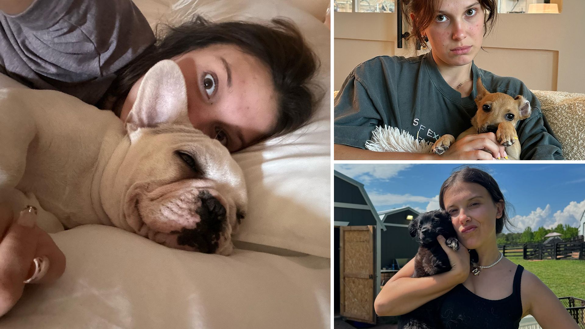 Millie Bobby Brown's $4.6m property empire with 33 dogs that sleep in ...