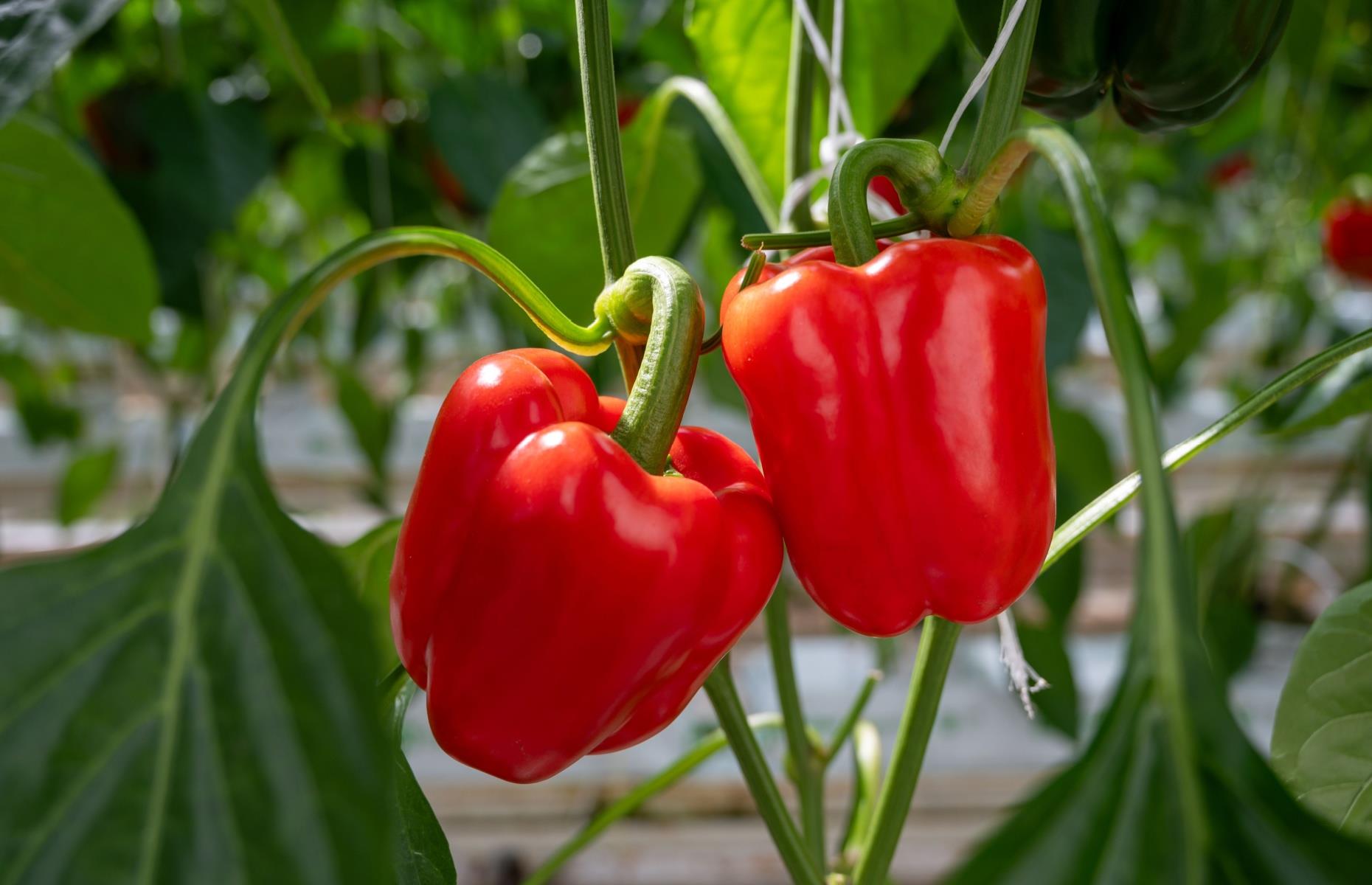 Game-changing foods everyone should add to their diet