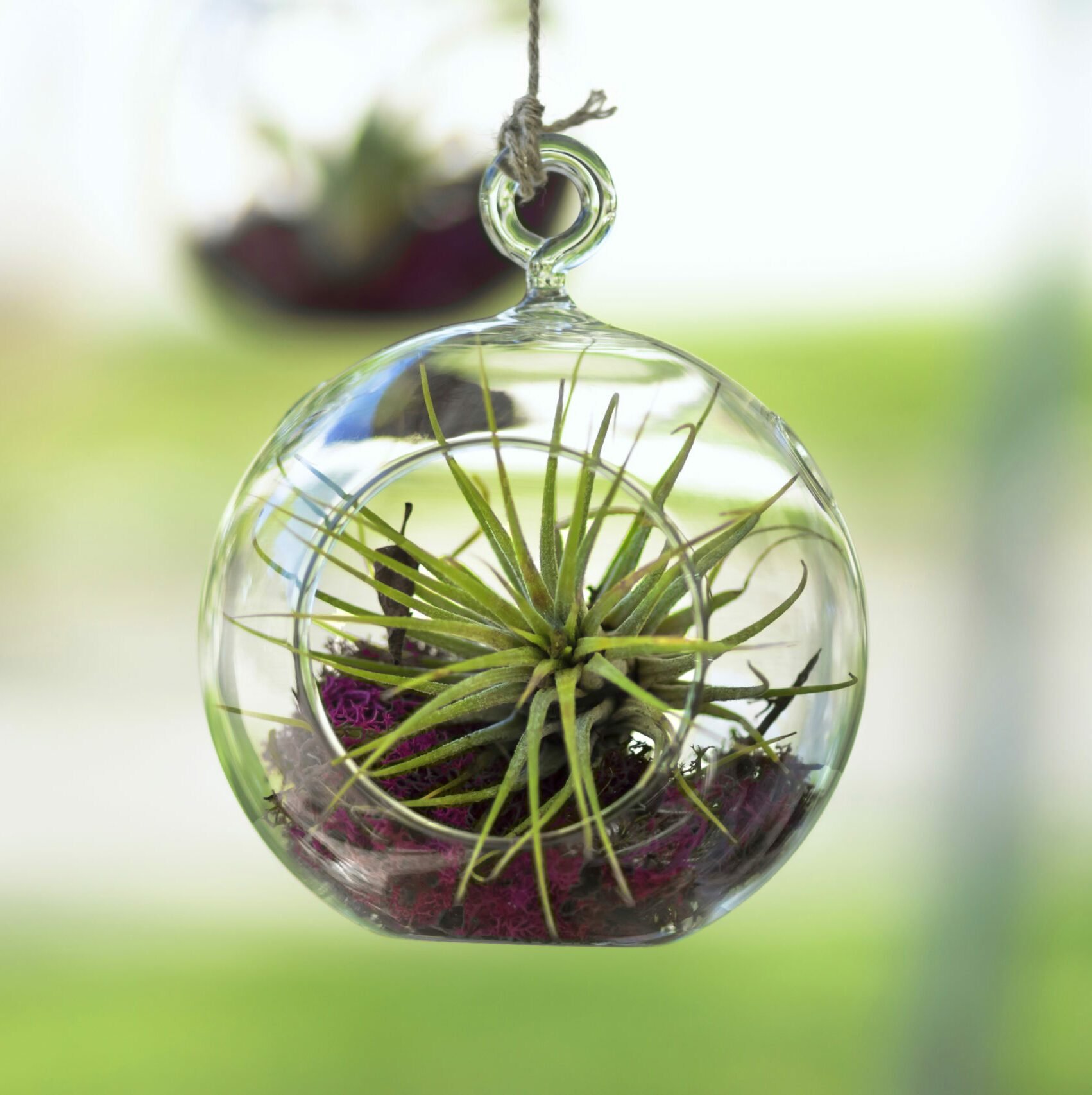 No Soil Required: How to Grow Air Plants