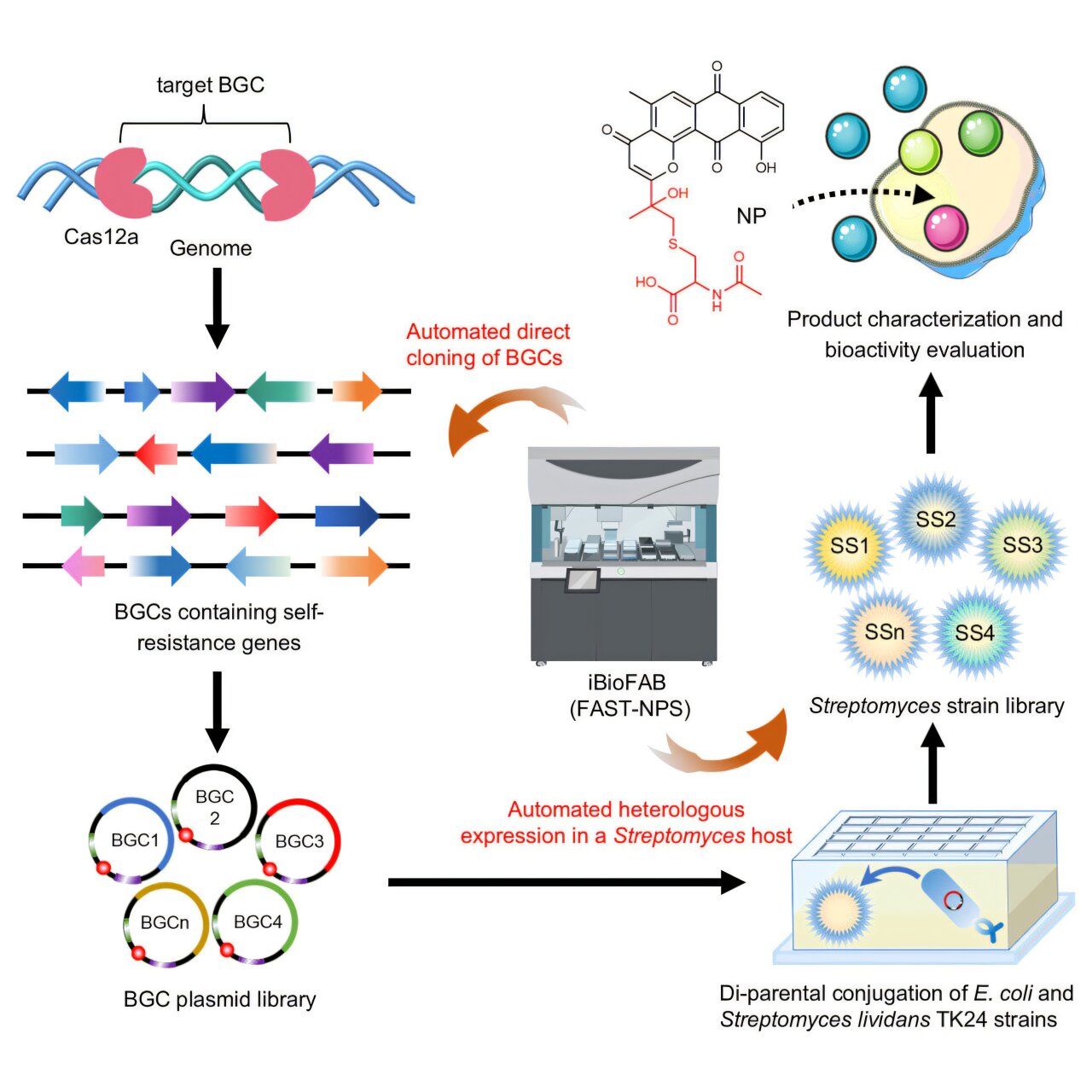 Automated method increases the efficiency of bioactive natural product ...