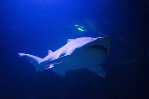 14 Unusual Shark Behaviors Scientists Are Still Trying to Explain 14 Unusual Shark Behaviors Scientists Are Still Trying to Explain