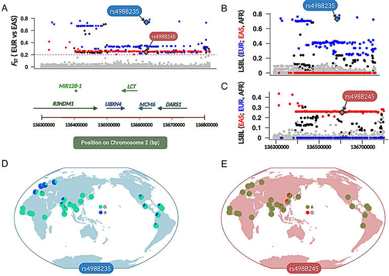 East Asian human gene that allows adult humans to digest sugars in milk ...