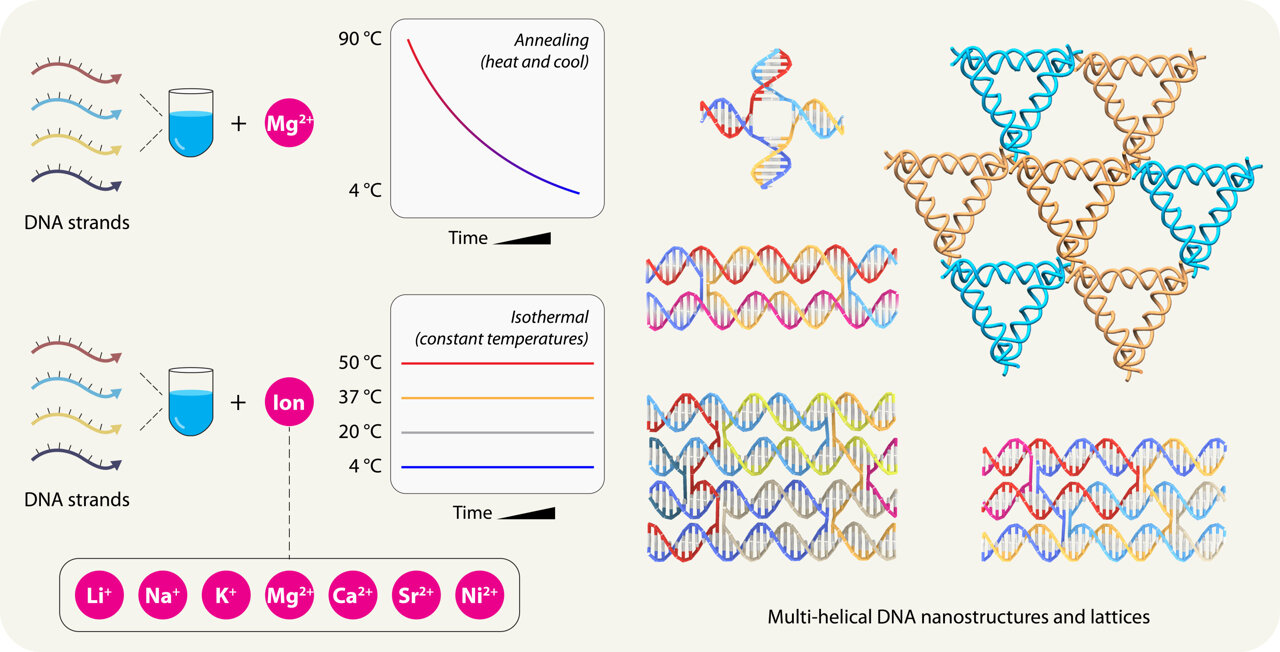 New capabilities in DNA nanostructure self-assembly eliminate need for ...