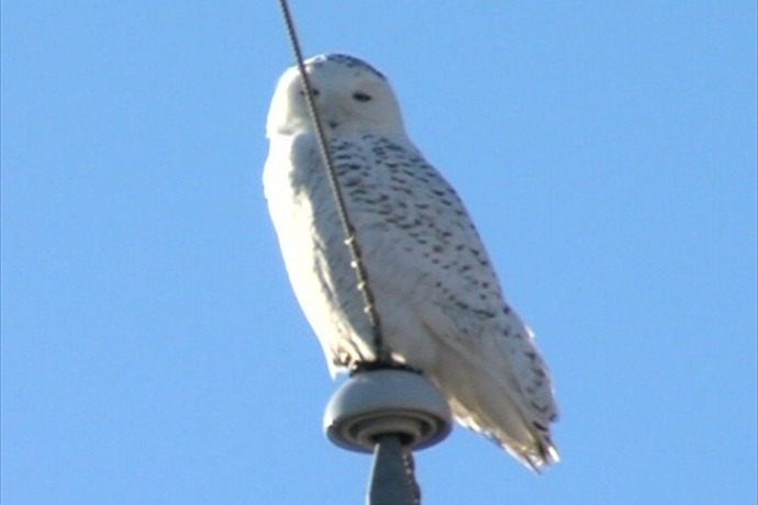 Tests say snowy owl in Wisconsin died because of emaciation, observers ...