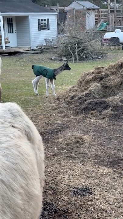 Baby Llama Hops Around Farm