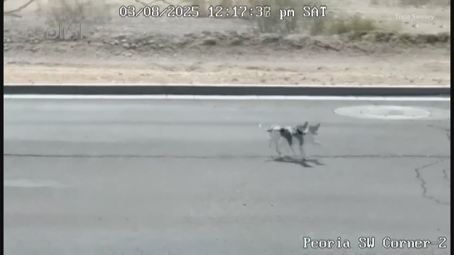 Dog dumping video ignites outrage