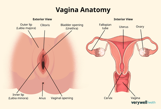 Vagina Anatomy, Function, and What's Normal