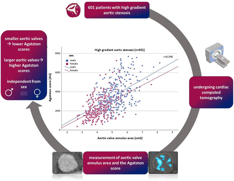Aortic valve size determines the degree of valve calcification in ...