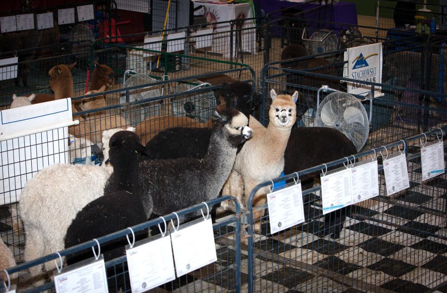 See hundreds of alpacas in NE Ohio for free
