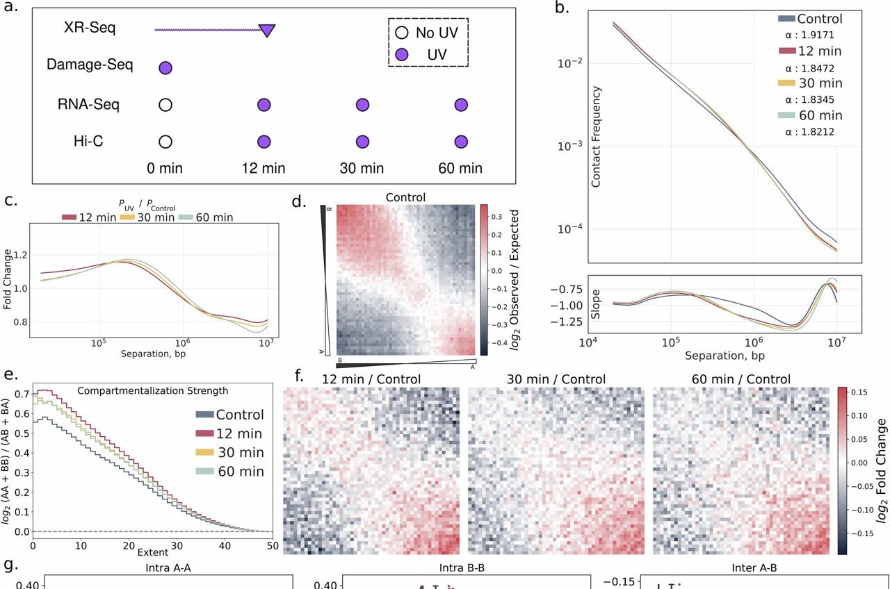 How UV radiation triggers a cellular rescue mission