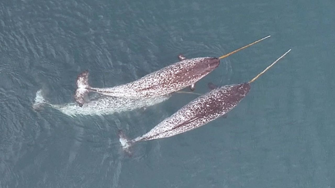 Drone captures never-before-seen behavior of elusive Arctic narwhals