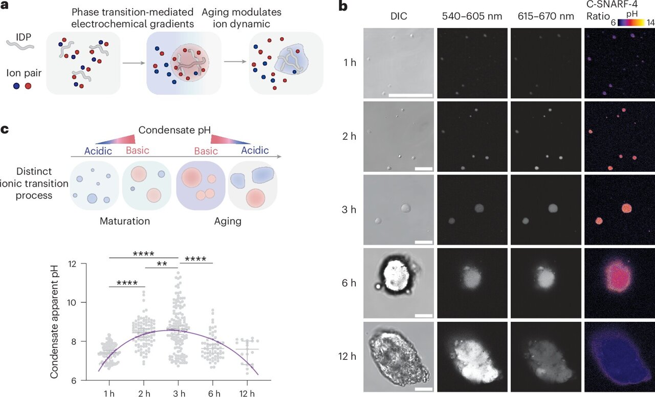 Electrochemical properties of biomolecular condensates could help in ...