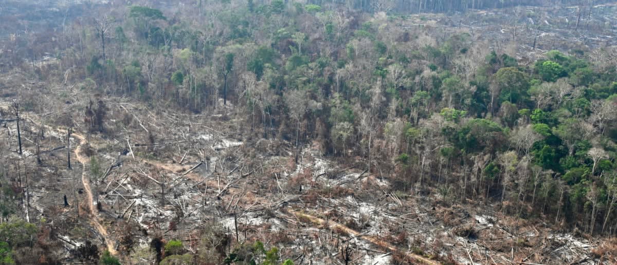 Amazon Rainforest Razed To Build Highway For UN Climate Summit