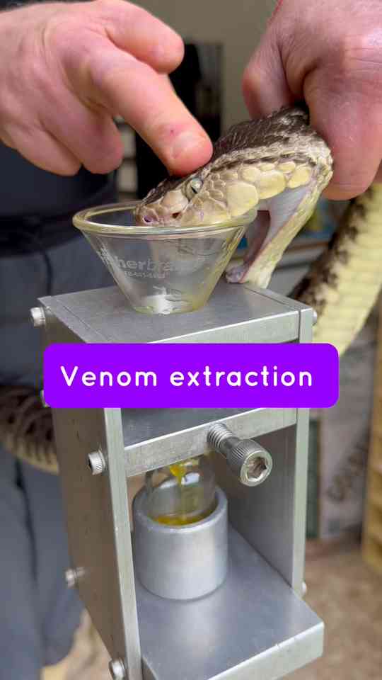 Guy is doing a venom extraction from a snake to be used in research and ...