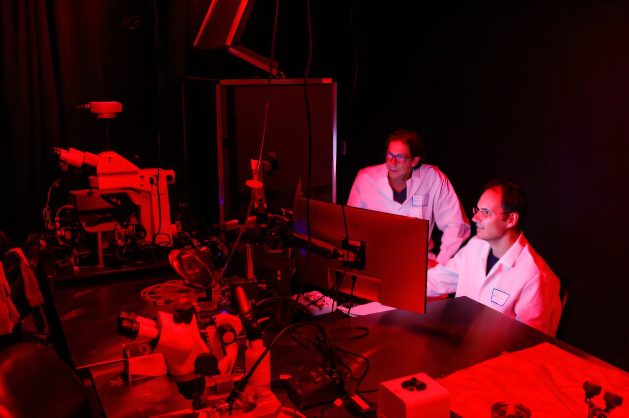 Certain mutations disrupt touch-based learning, study finds