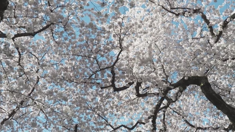 Record-setting temperatures helping UW's cherry blossom trees reach ...