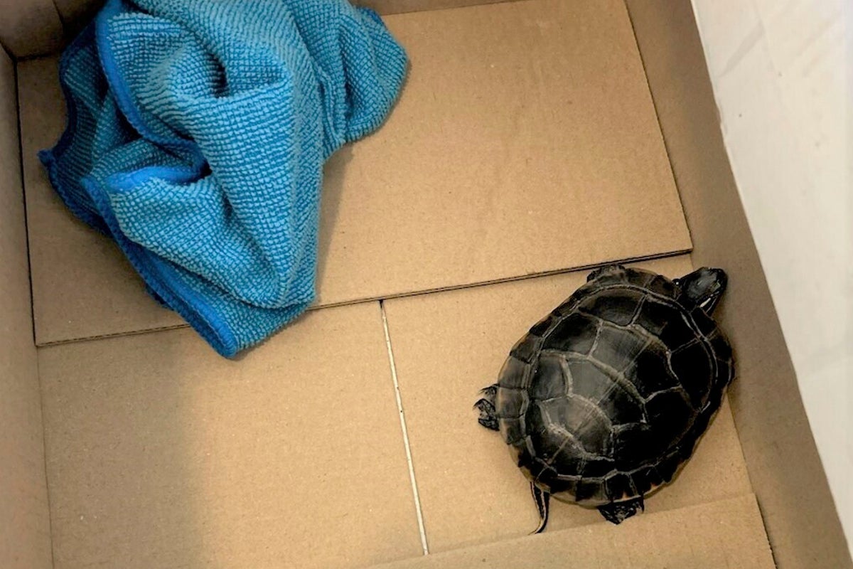 Shell-shocked! Traveler caught trying to sneak live turtle down his ...