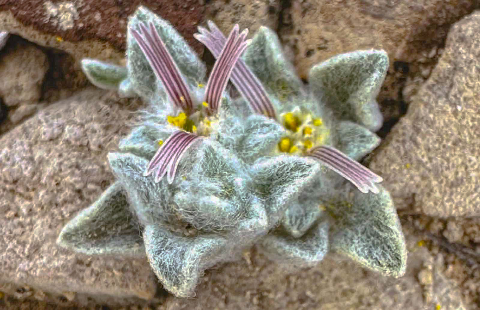 Introducing the Wooly Devil, Texas' Newest Wildflower