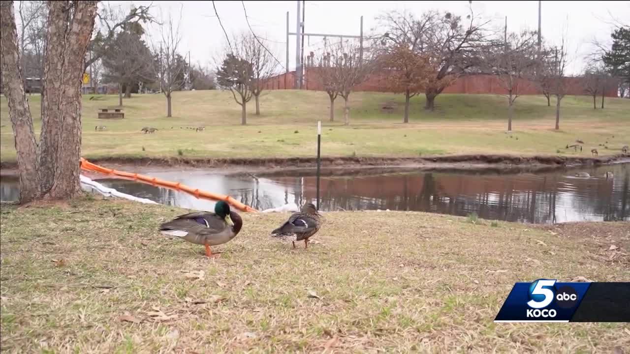 Wildcare center racing to save ducks from OU’s beloved Duck Pond