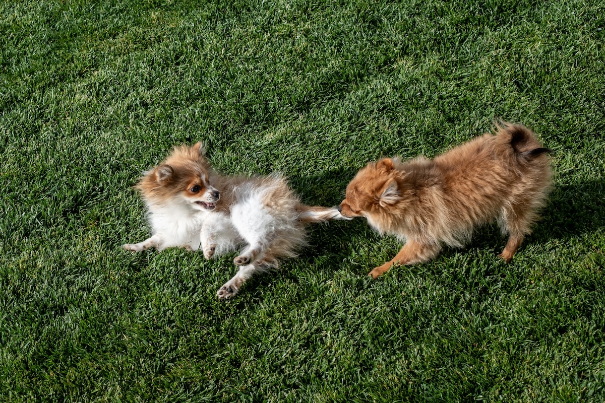 Precious Pomeranian Siblings' Wild Play Session Looks Like They're ...