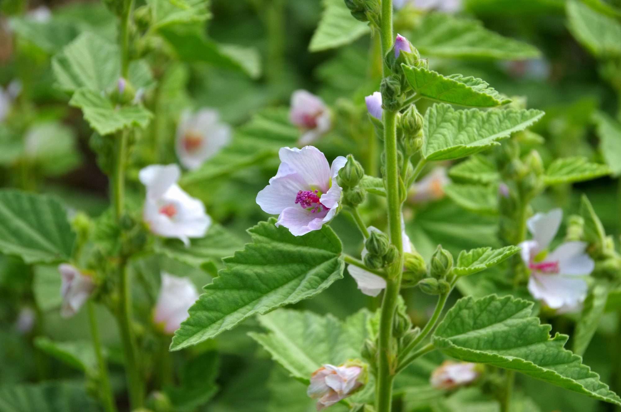 The Marsh Mallow Plant Gave Marshmallows Its Name