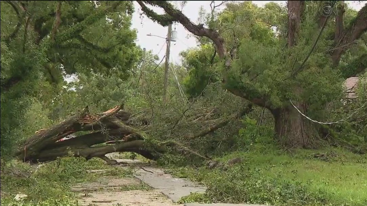 Replenishing Tampa's trees hits a roadblock