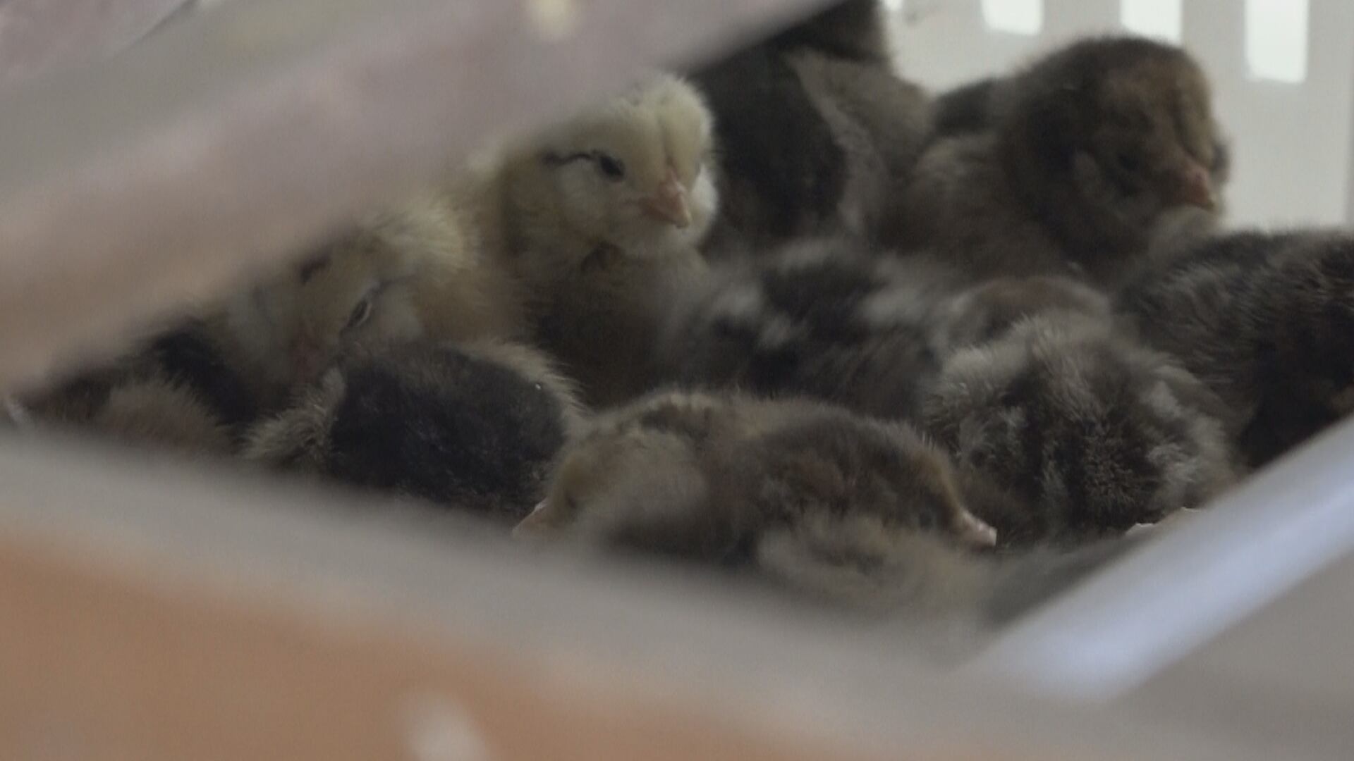 Mount Vernon, Mo., hatchery struggling to meet demand for chicks amid ...