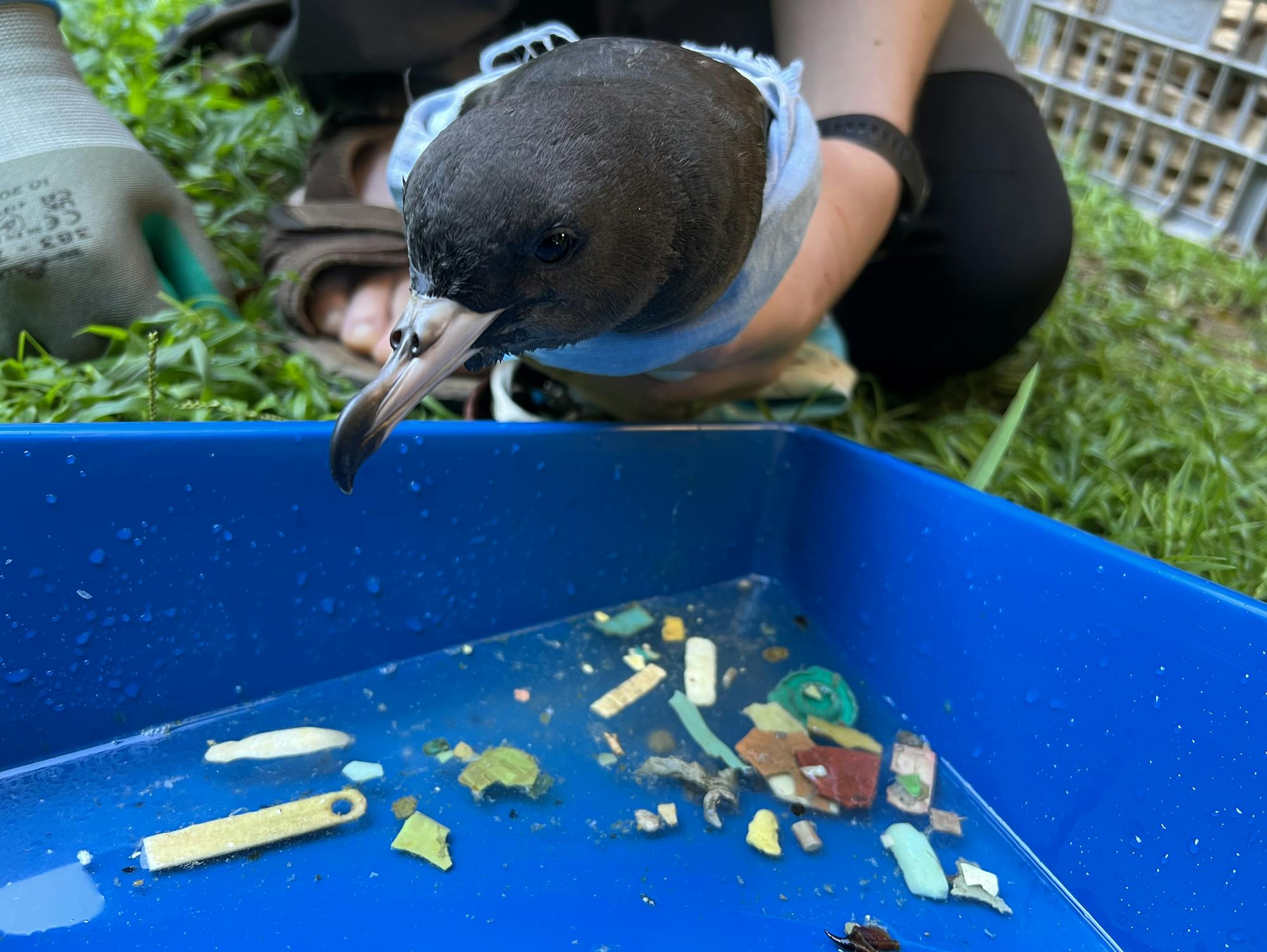 World-first analysis of seabirds who’ve eaten plastic reveals slow ...