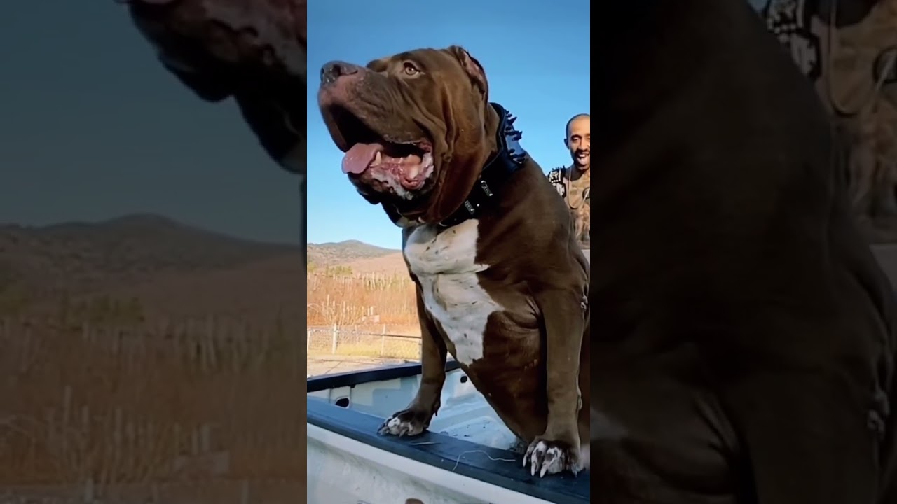 The Hulk pit bull proves once again he is a true beast