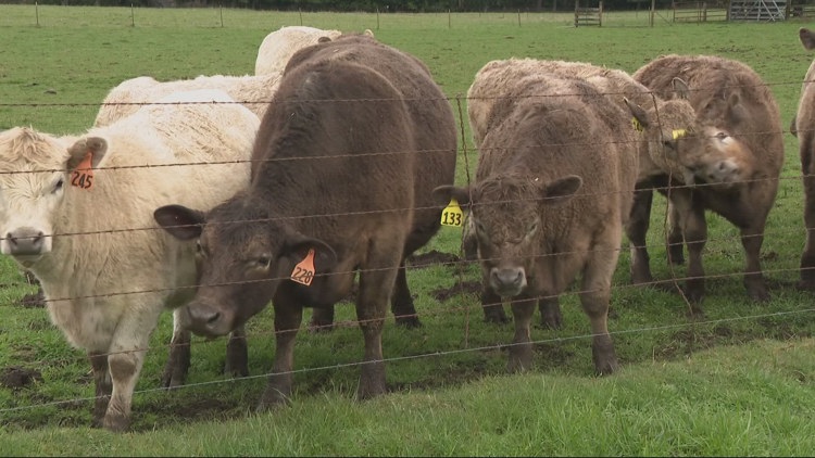 Oregon cattle ranchers brace for added costs on beef production with ...